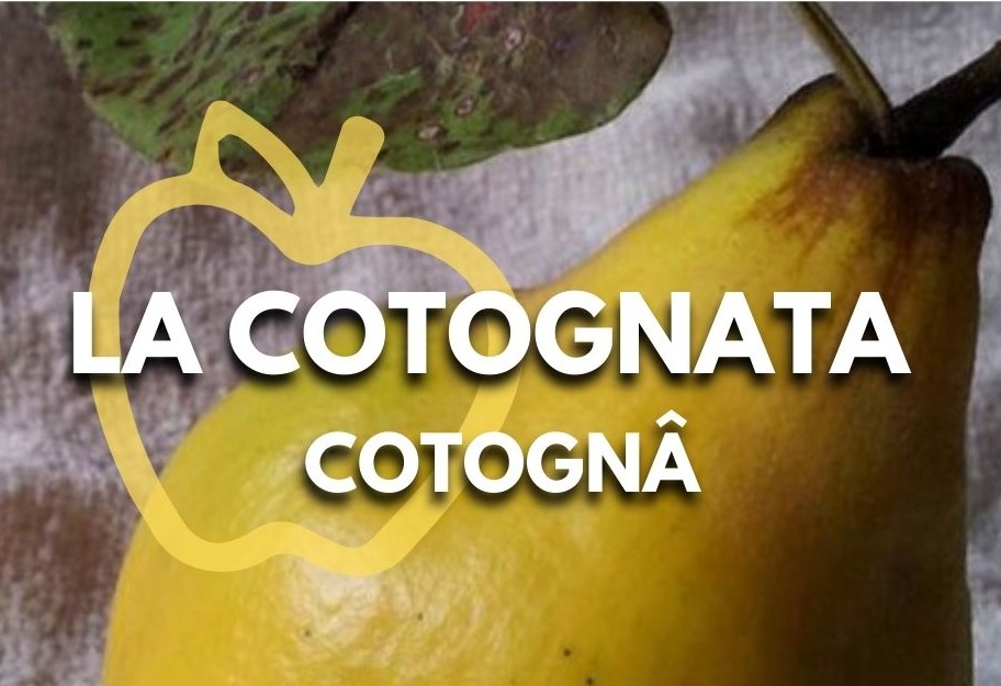La Cotognata, la Confettura di Genova - Cotognâ - Il Tigullio